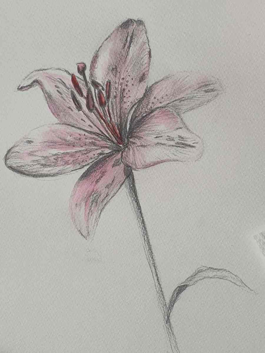 How to Draw a Lily | Easy Lily Flower Drawing Tutorial - Artsydee ...
