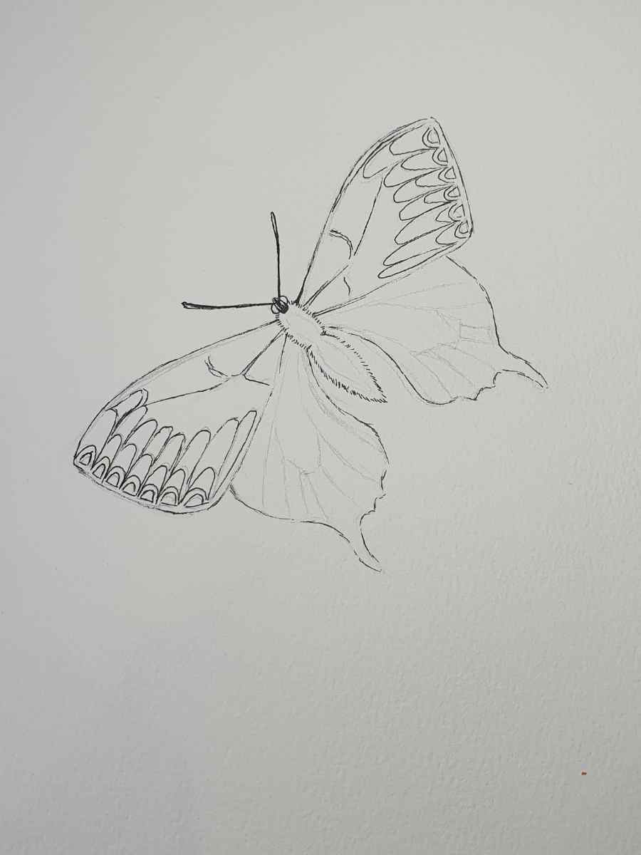 How to Draw a Butterfly - Realistic Butterfly vs. Easy Butterfly ...