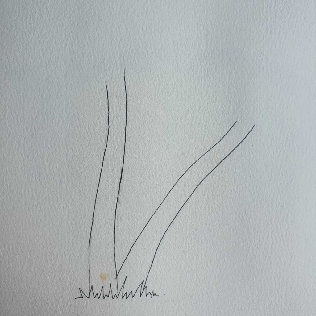 How to Draw Sable Palm Tree - Alger Onuarnand