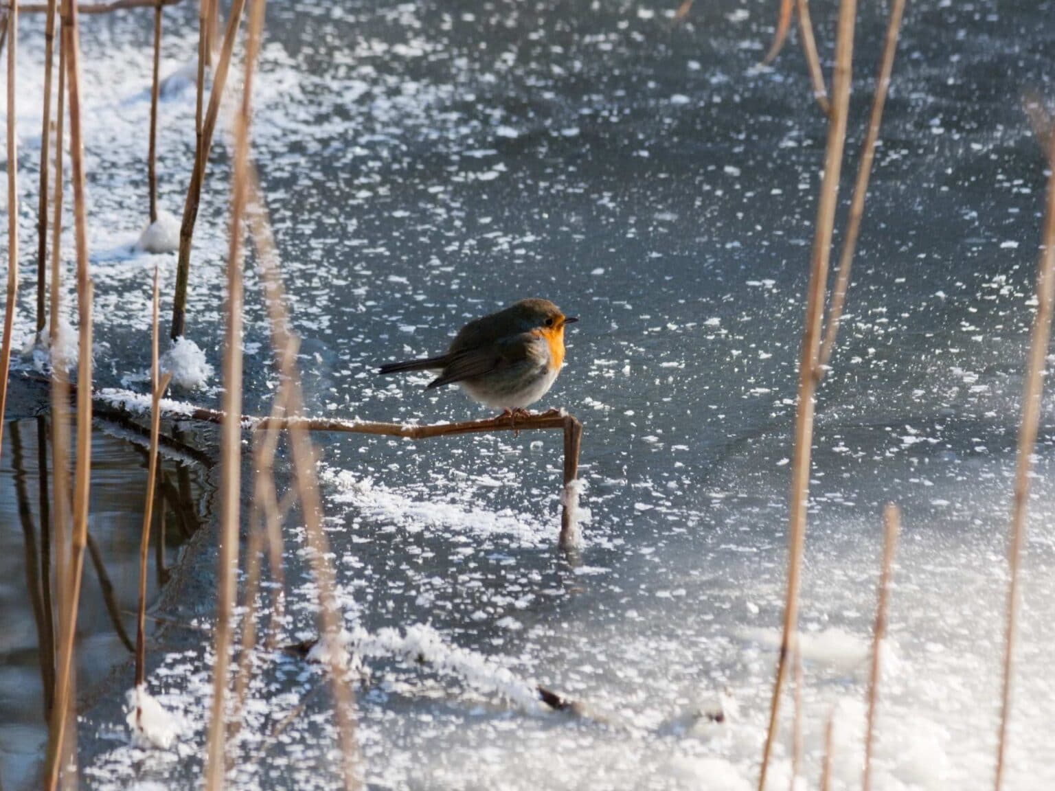 150 Wonderful Winter things to Draw - Artsydee - Drawing, Painting ...