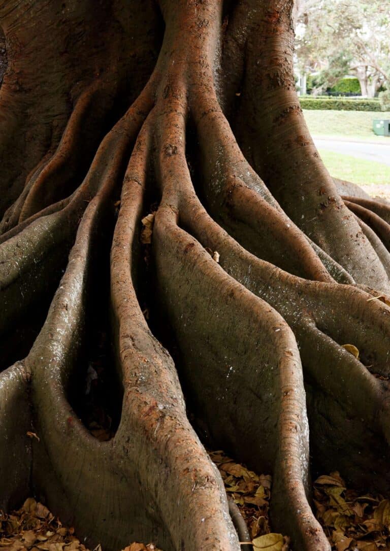 Draw Tree Roots in 10 Easy Steps! - Artsydee | Drawing, Painting, Craft ...