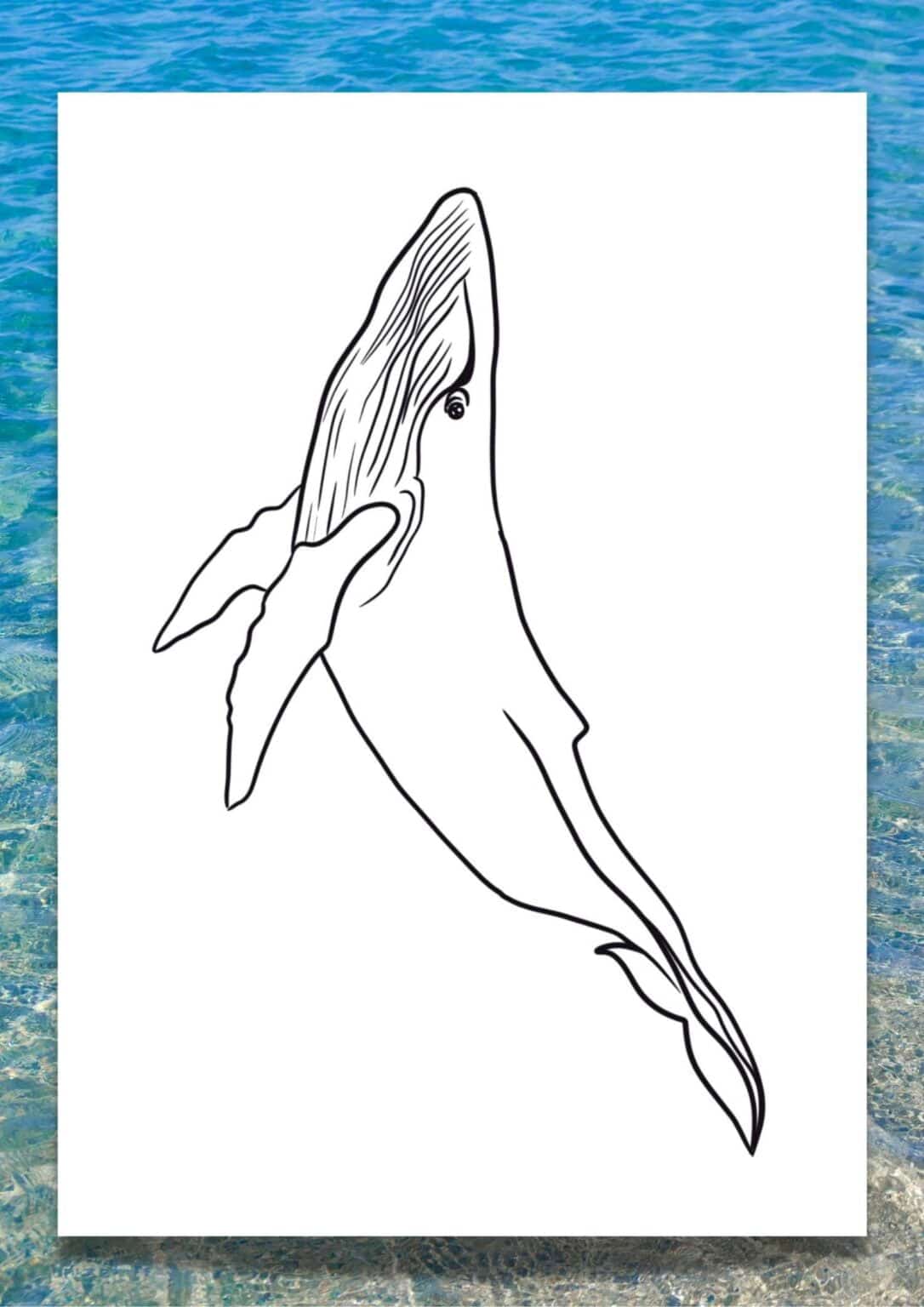 Looking for a Printable Whale Template? 6 FREE Traceable Whales ...