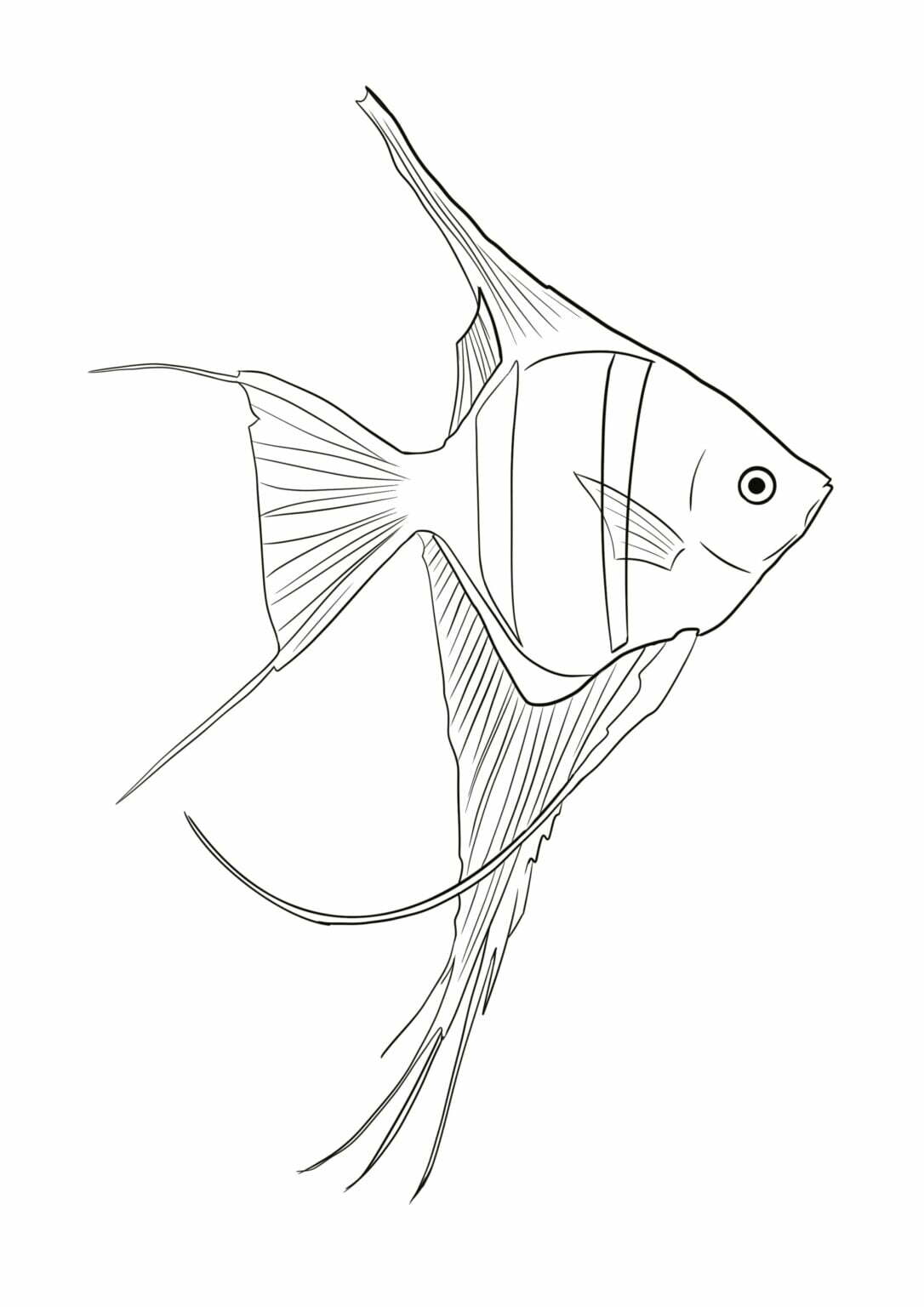 8 FREE Angelfish Template Printables - Artsydee - Drawing, Painting ...