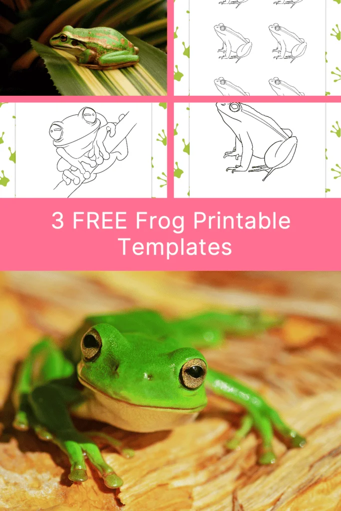 Frog Template Printable Patterns Crochet Frog Crazypatterns.net
