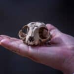 27 Awesome Skull Drawing Reference Images - Artsydee - Drawing ...