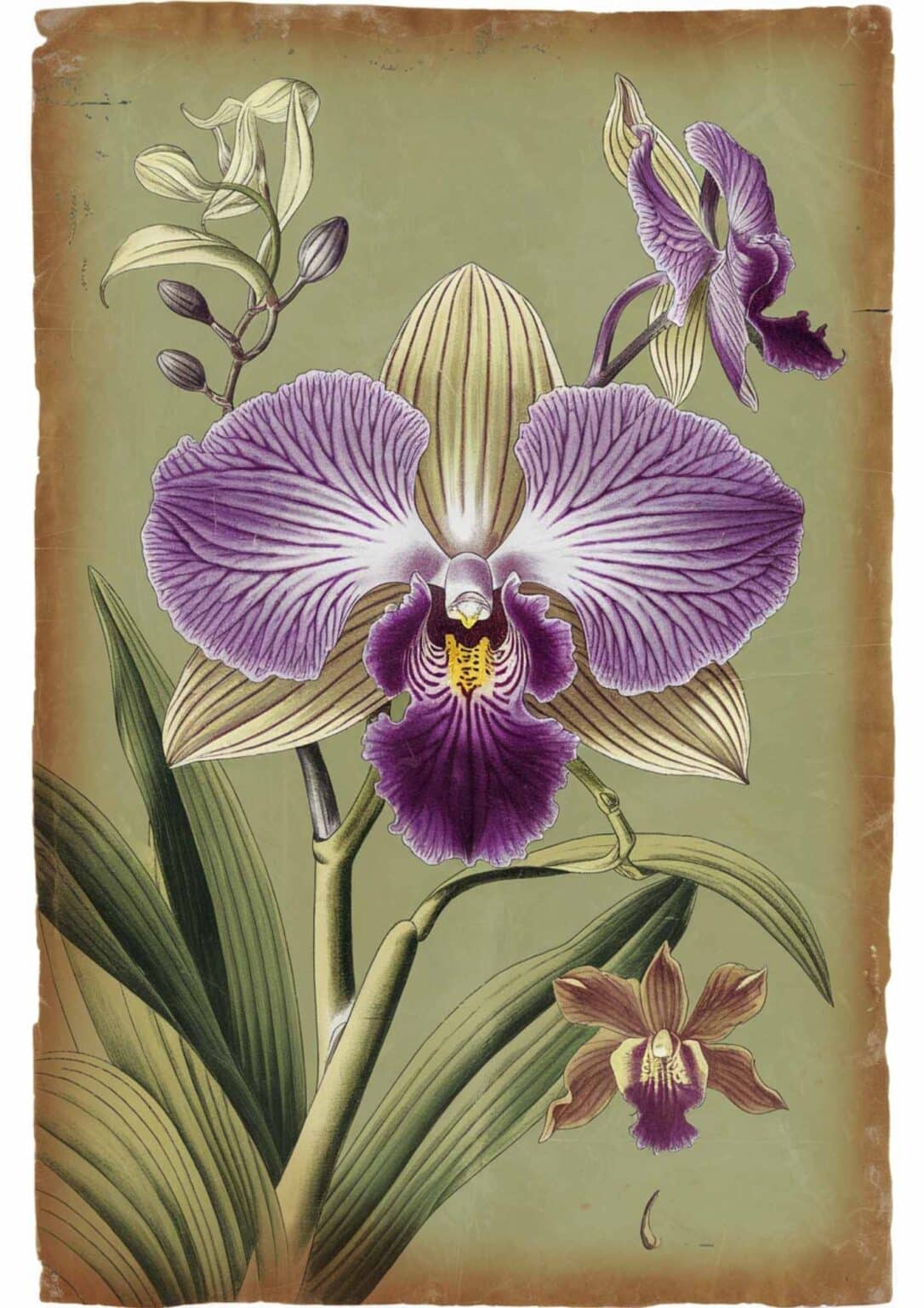 120+ Free Vintage Botanical Printables + Creative Ways to Use Them ...